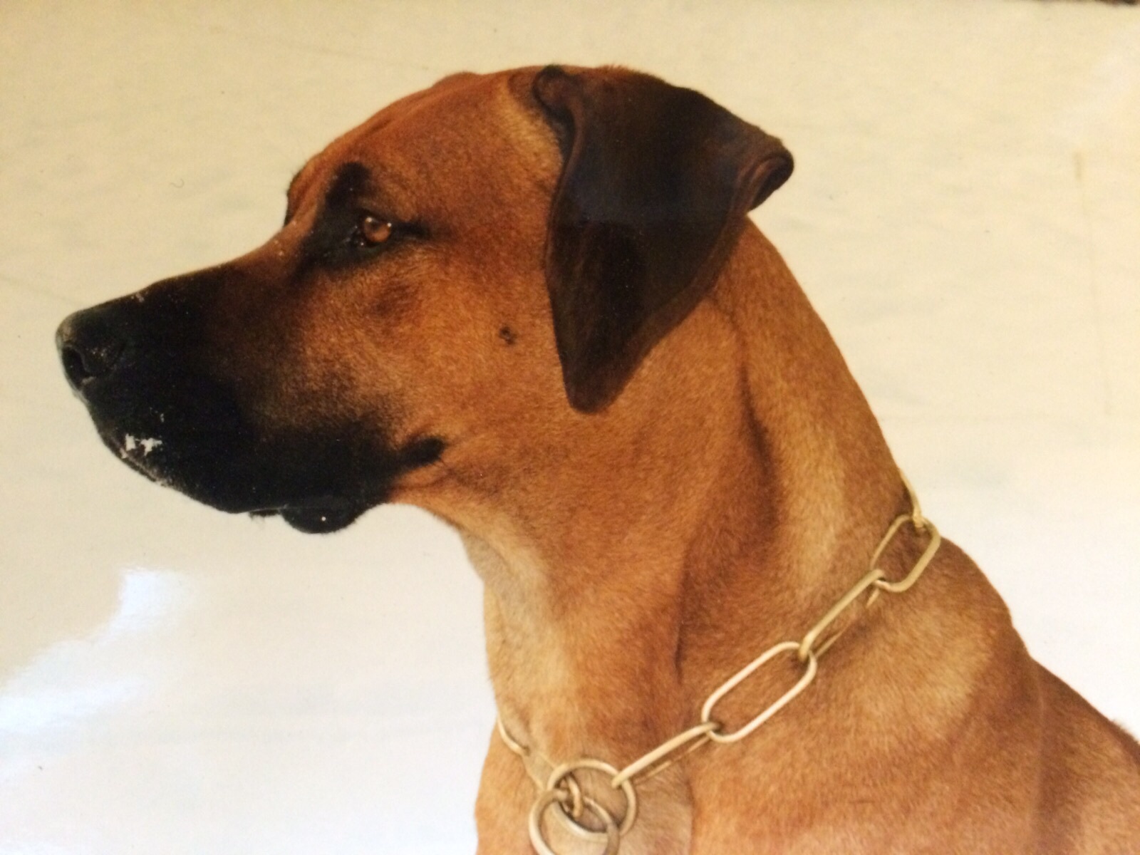 Baghira | MAVINGA – Rhodesian Ridgebacks
